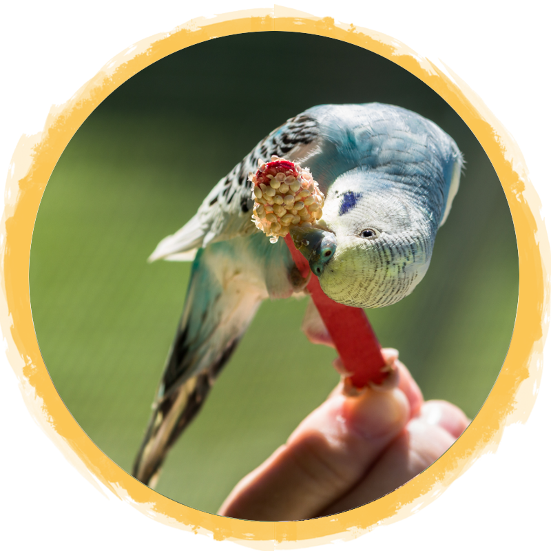 Aviary Adventure | African Safari Wildlife Park - Port Clinton, OH