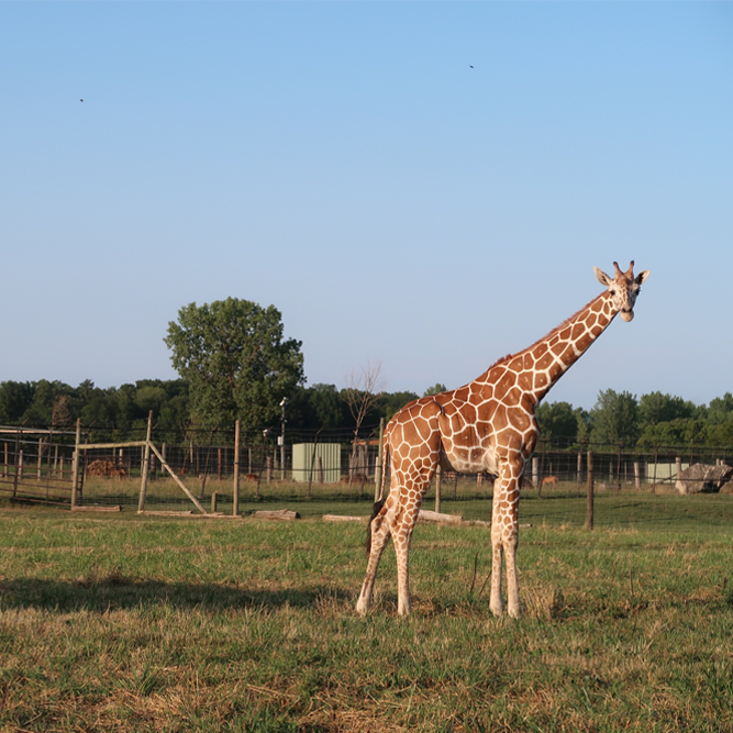 African Safari Giraffe